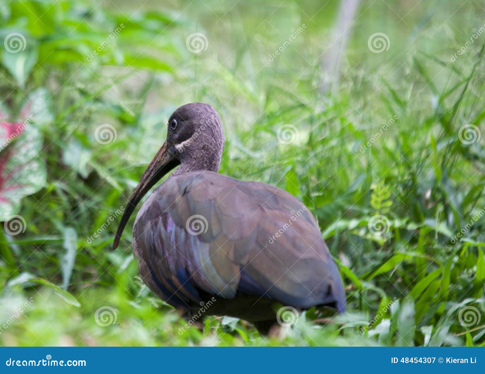 Hadeda Ibis stock image. Image of rough, wildlife, east - 48454307