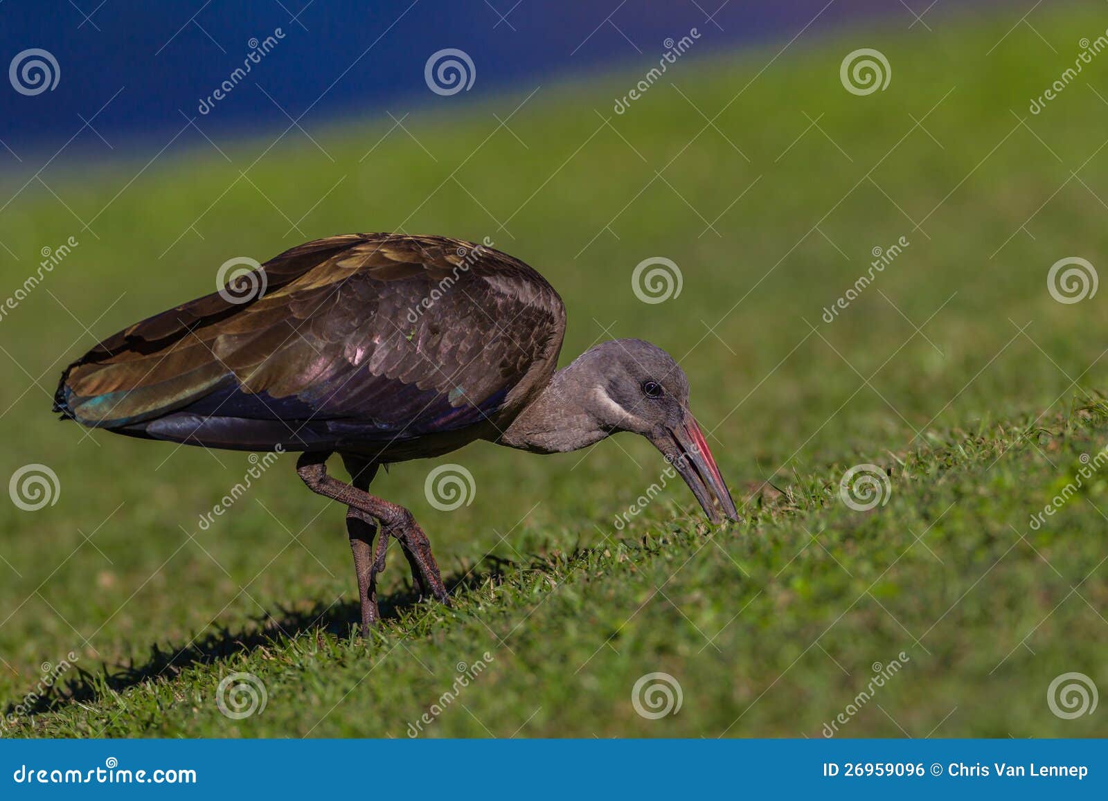 Hadedah Ibis Bird Digging stock photo. Image of detail - 26959096