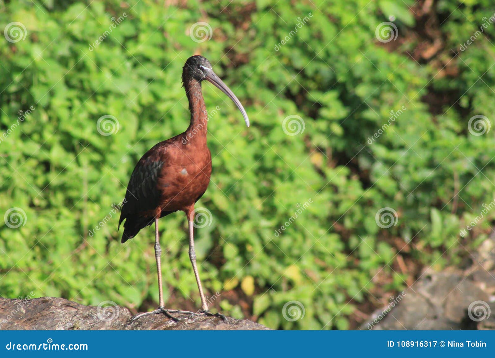 Strange looking stock image. Image of nile, ibis, hadeded - 108916317