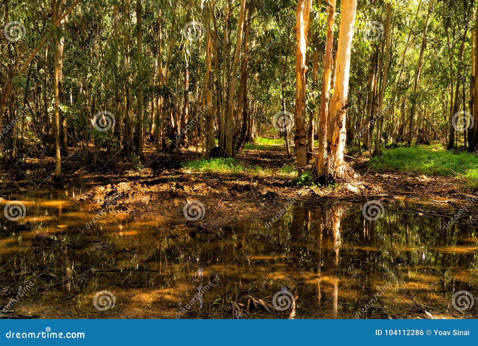 Winter Landscape of Hadera Forest Flooded Israel Stock Photo - Image of ...