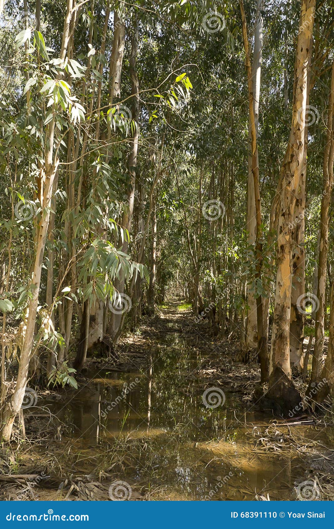 Hadera forest Israel stock photo. Image of trees, water - 68391110