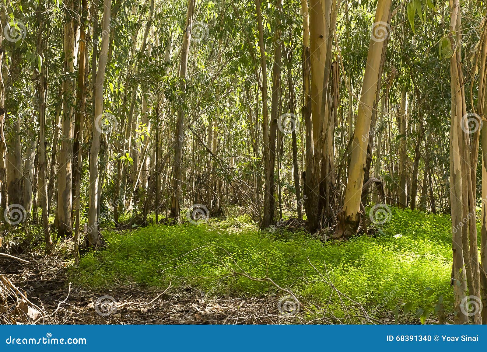 Hadera forest Israel stock photo. Image of hadera, plants - 68391340