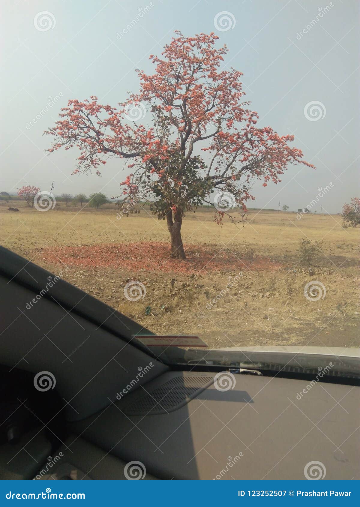 Hadga tree stock image. Image of flowered, summer, hadga - 123252507