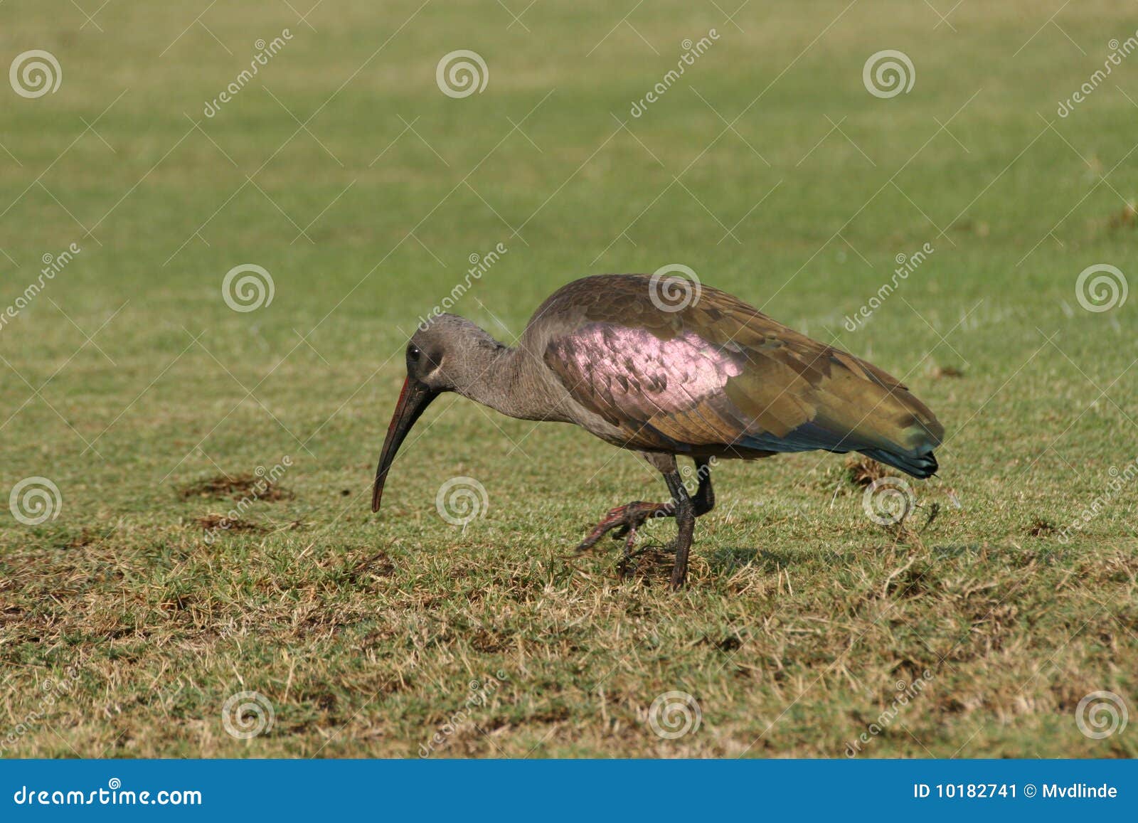 Hadida stock image. Image of hadida, green, grass, bird - 10182741