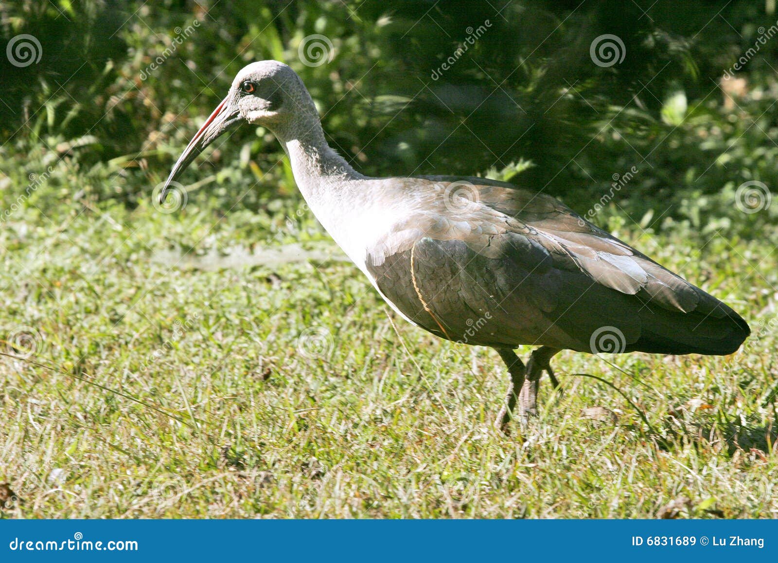 Hadida imagen de archivo. Imagen de brillo, fauna, cierre - 6831689