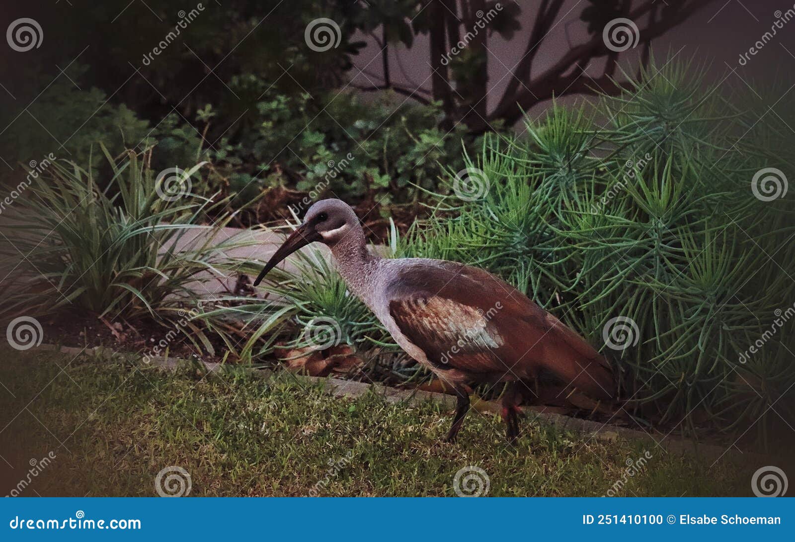 Hadida Strolling through My Garden Stock Photo - Image of bird, animal ...