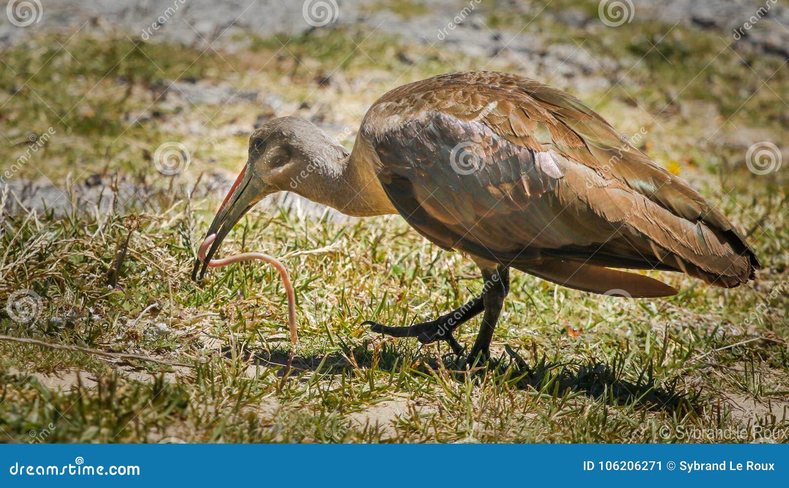 Hadida-Vogel isst Schlange stockbild. Bild von städtisch - 106206271