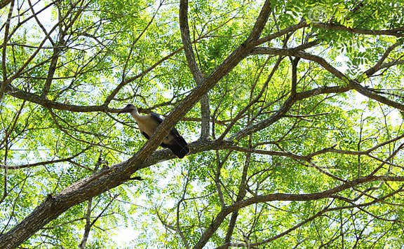 Hadidah in Tree stock image. Image of beak, tree, green - 16783983