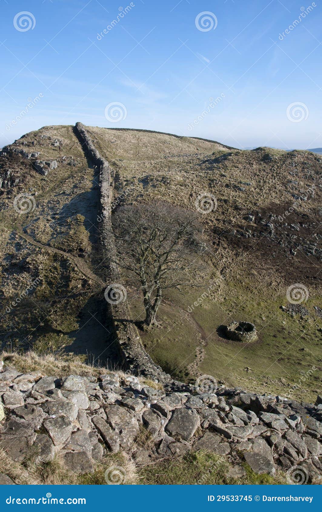 Hadrians Wall Robin Hood Tree Royalty-Free Stock Image | CartoonDealer ...