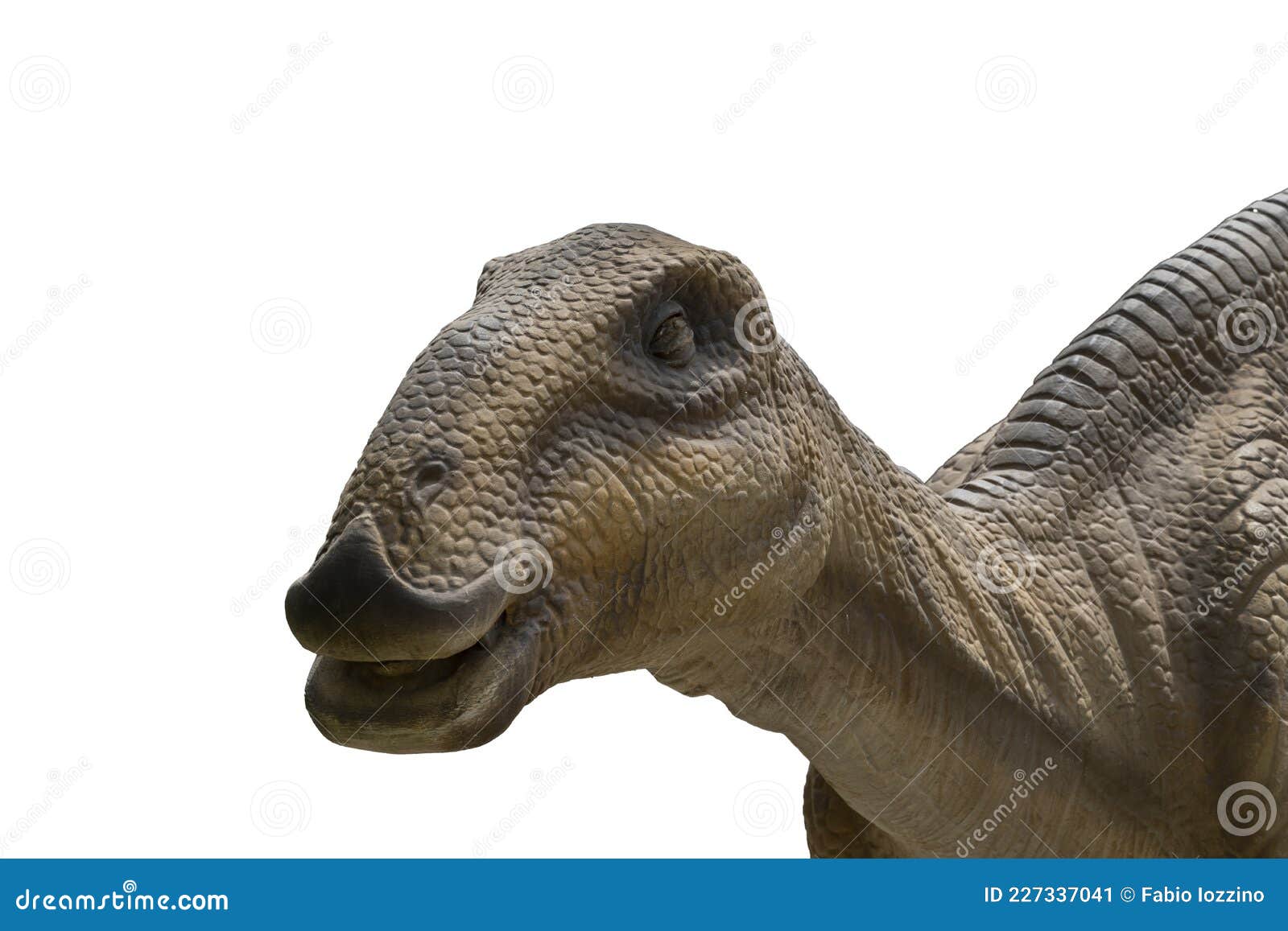 Hadrosaurus Isolated On White Background Royalty-Free Stock Photography ...