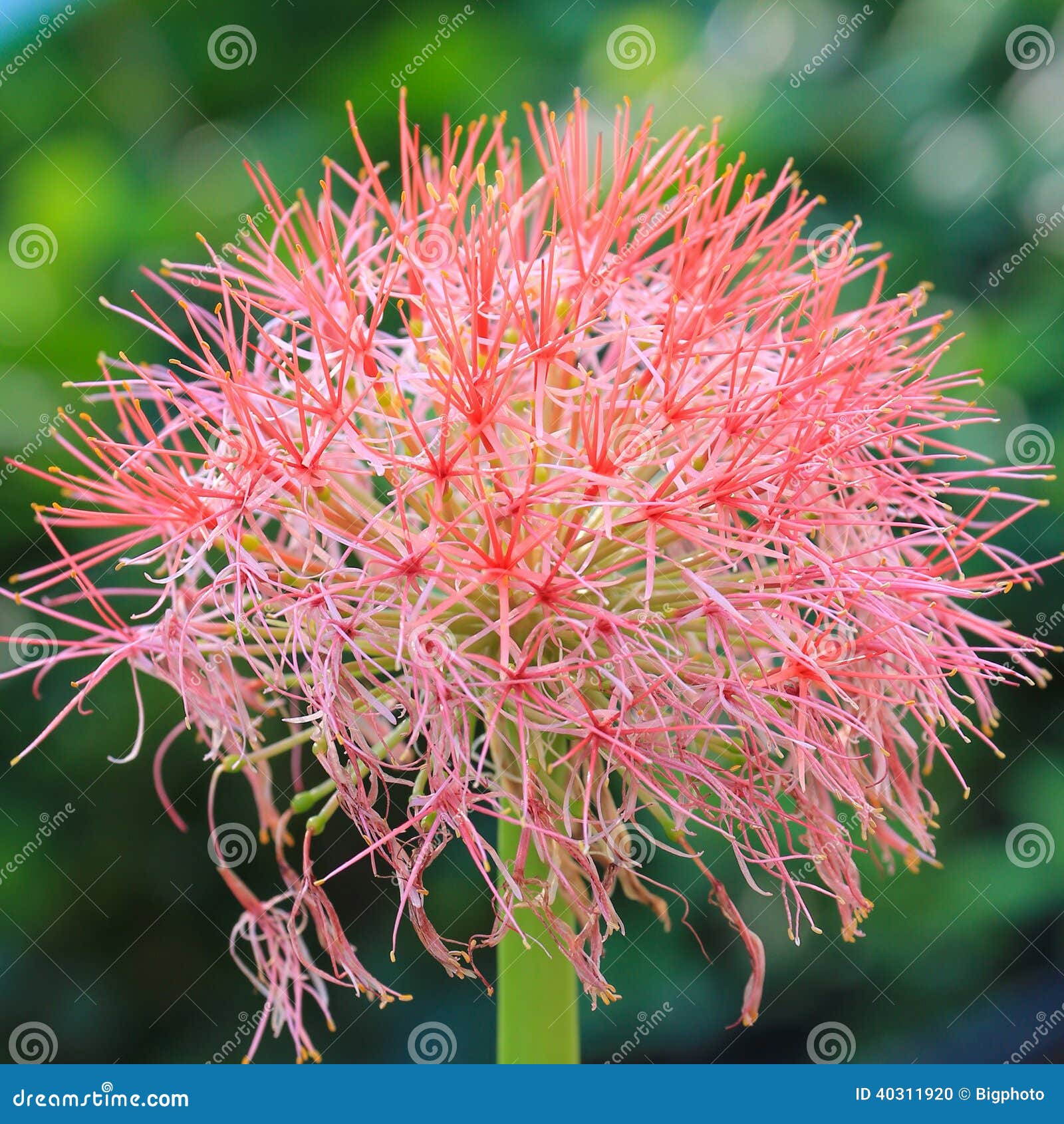 Haemanthus Multiflorus (Tratt.) Martyn or Blood Lily Bulb Stock Photo ...