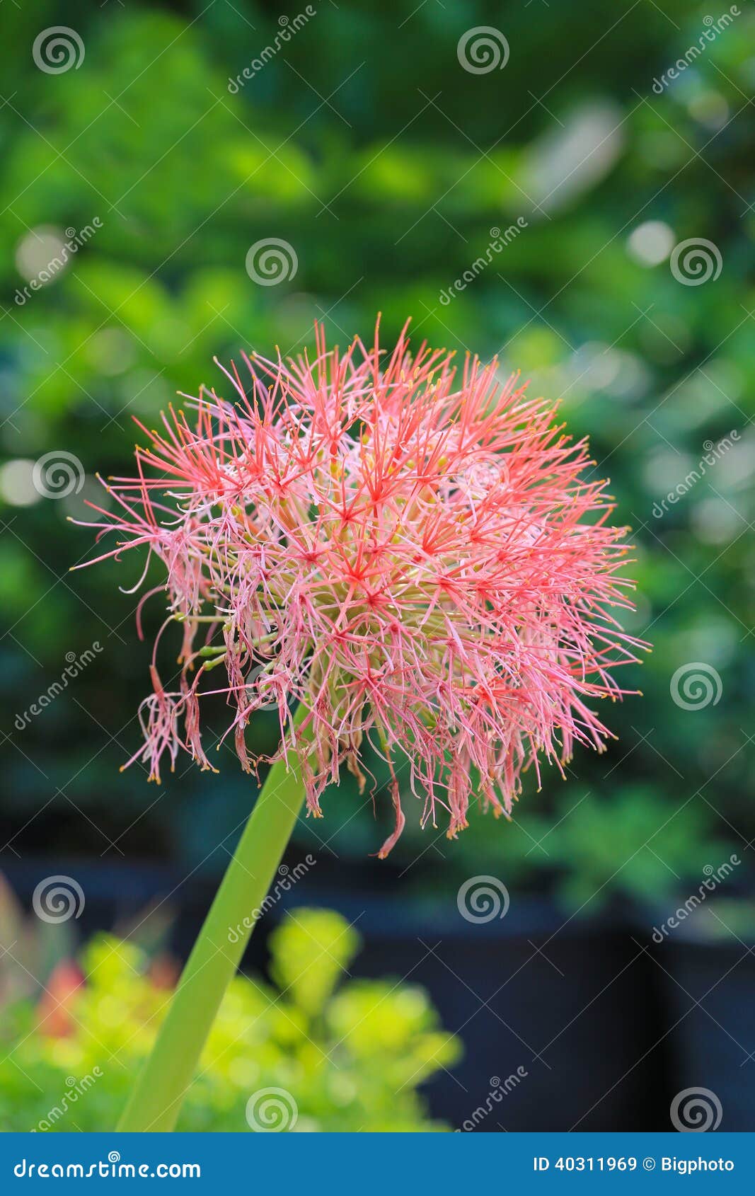 Haemanthus Multiflorus (Tratt.) Martyn or Blood Lily Bulb Stock Image ...
