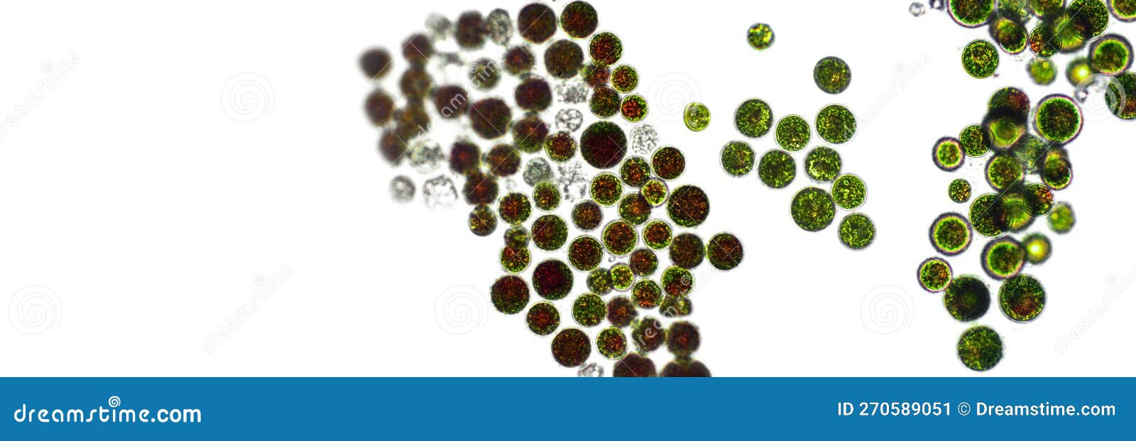 Haematococcus Pluvialis Green And Cyst Algae Under Microscopic View ...