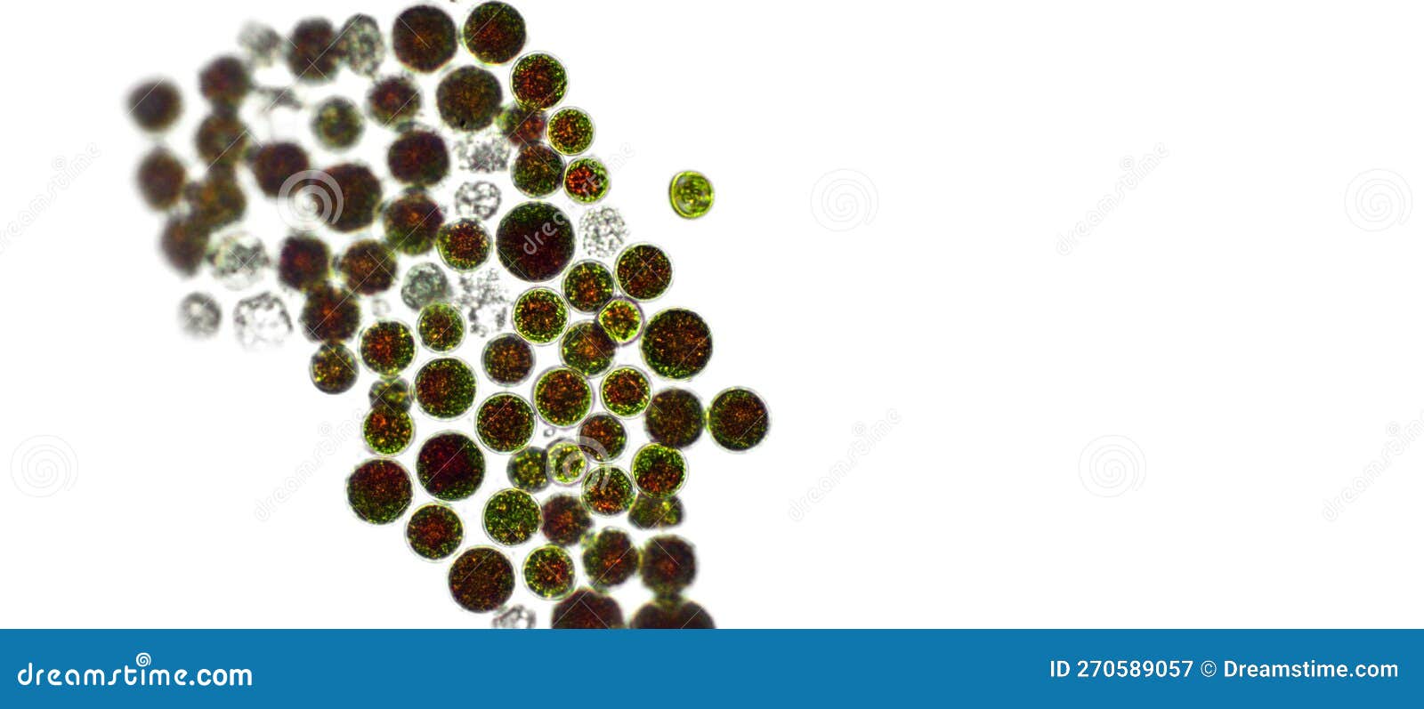 Haematococcus Pluvialis Green Algae Under Microscopic View, Empty Space ...