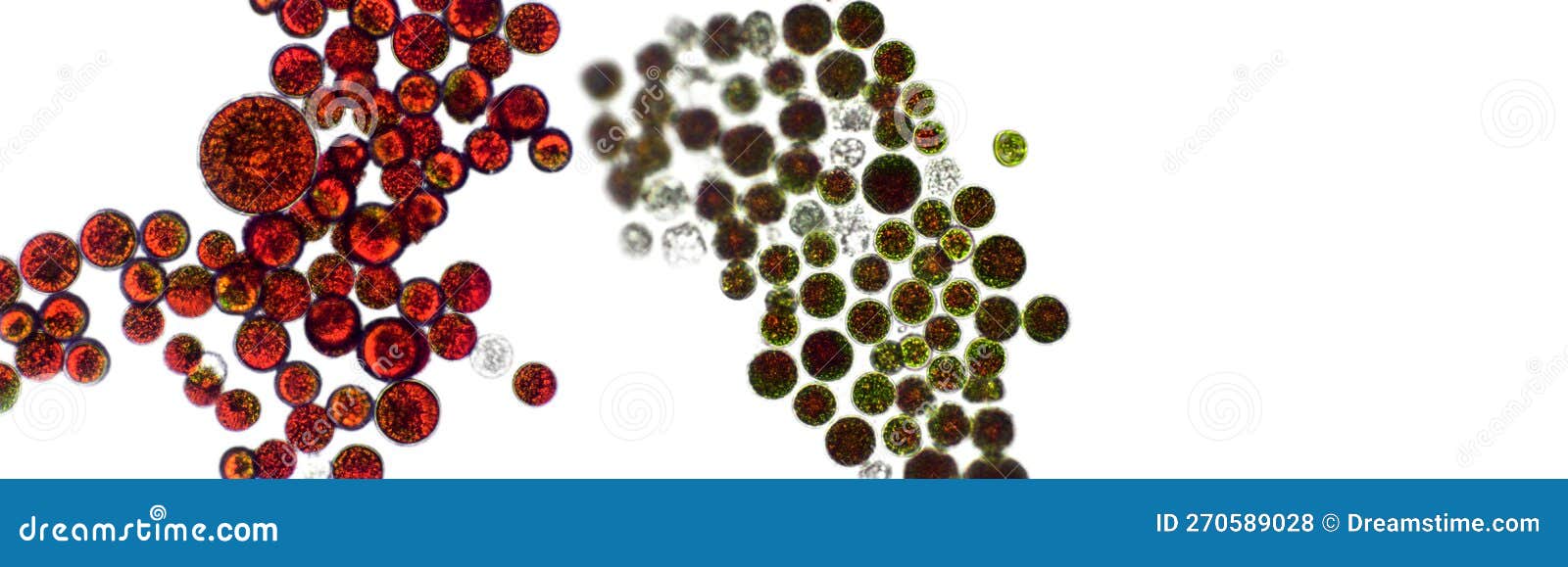 Haematococcus Pluvialis Green And Cyst Algae Under Microscopic View ...