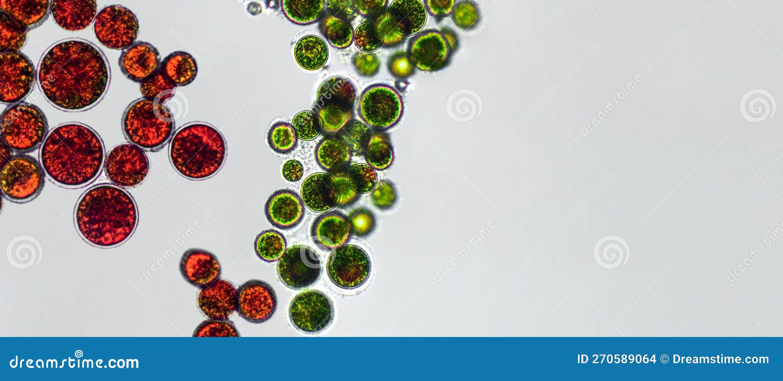 Haematococcus Pluvialis Cyst Algae Under Microscopic View - Haematocyst ...