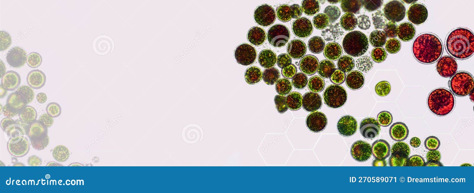Haematococcus Pluvialis Green and Cyst Algae Under Microscopic View ...