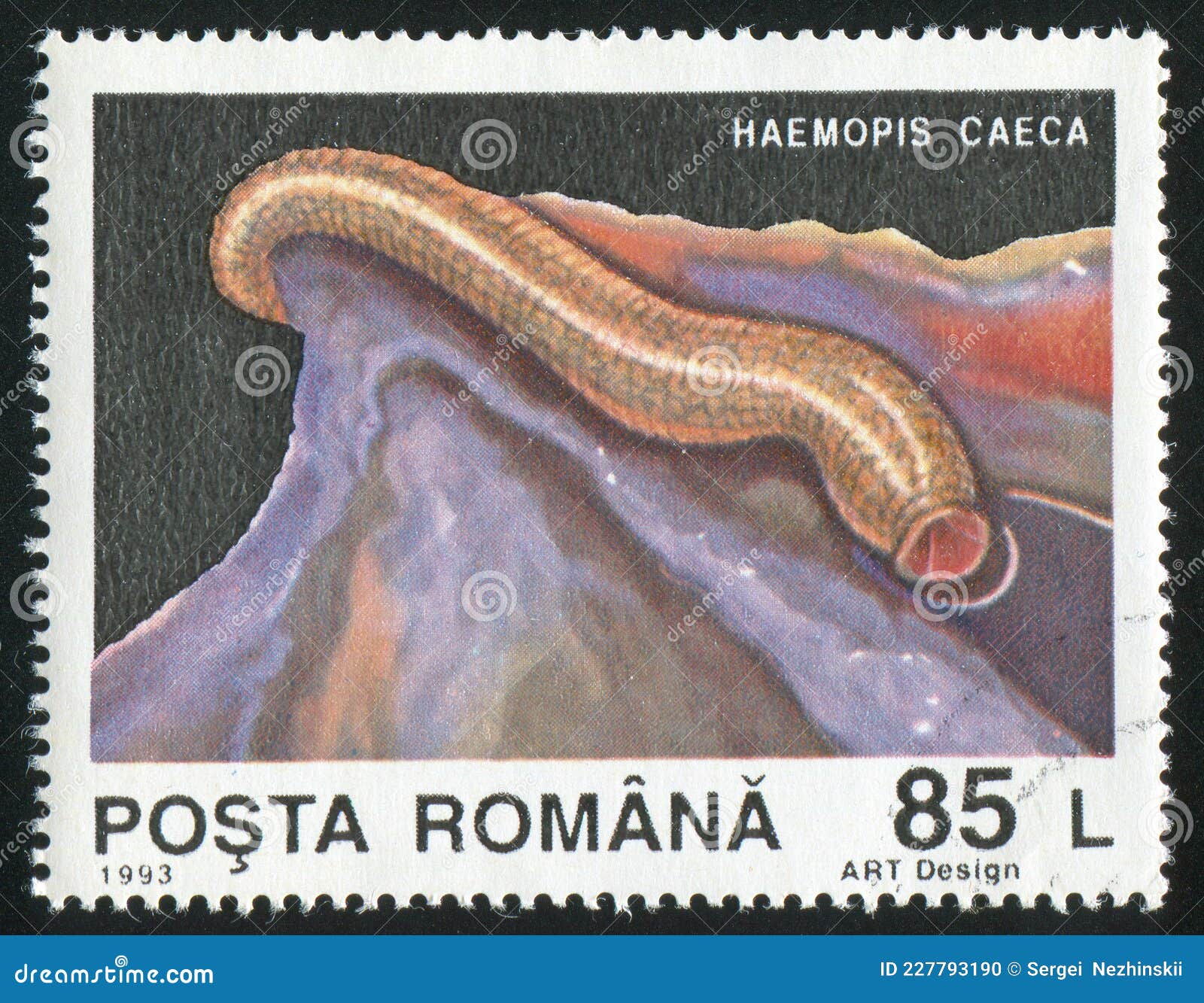 Haemopis caeca editorial image. Image of caeca, mail - 227793190