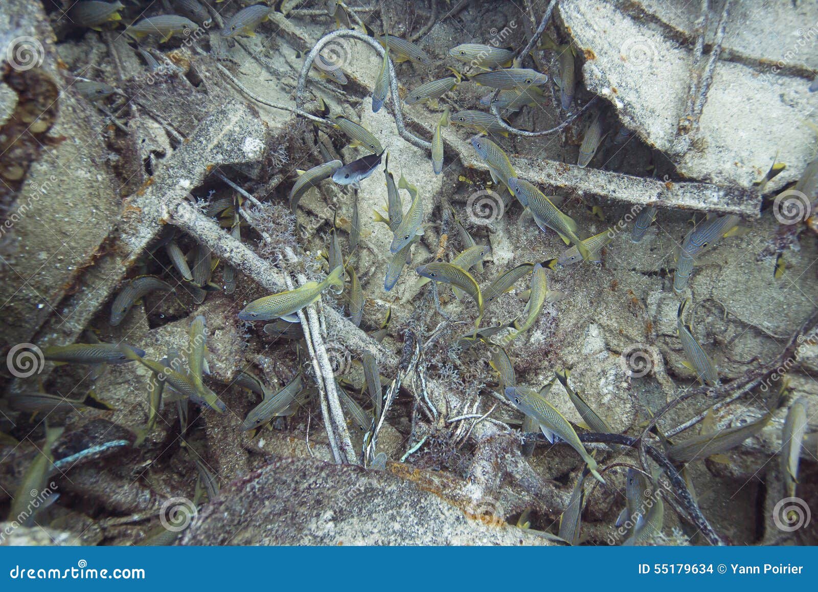 Haemulon sciurus stock photo. Image of school, haemulon - 55179634