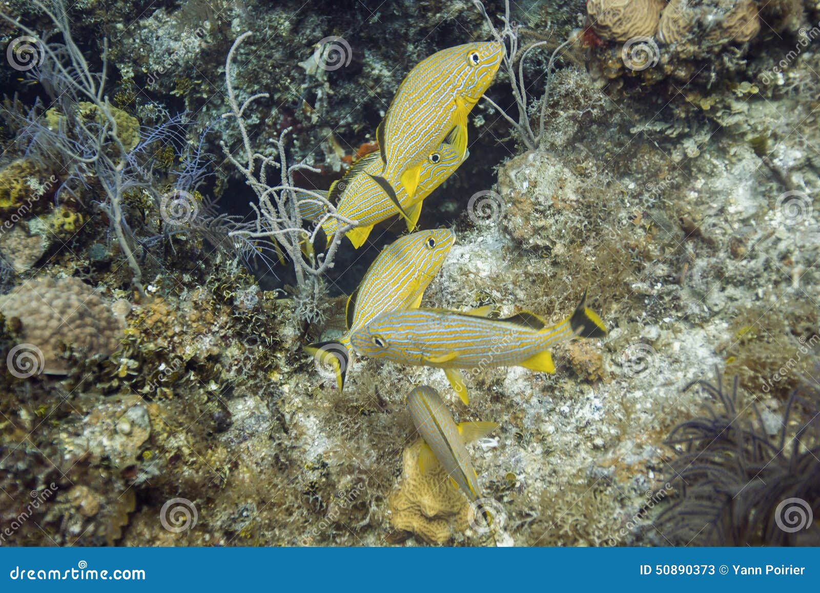 Haemulon sciurus stock image. Image of school, haemulon - 50890373