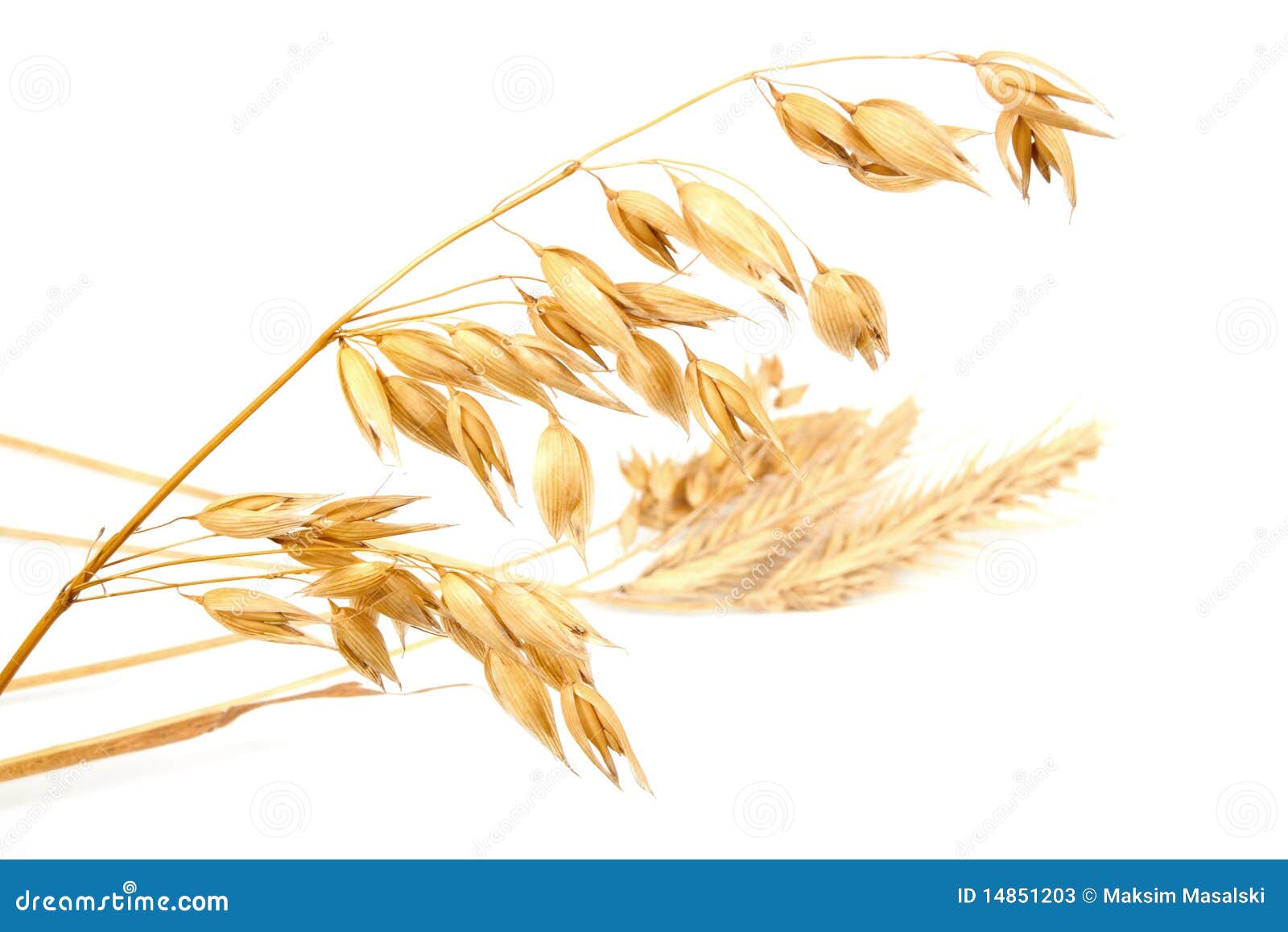 Hafer stockbild. Bild von grow, bewirtschaften, mais - 14851203