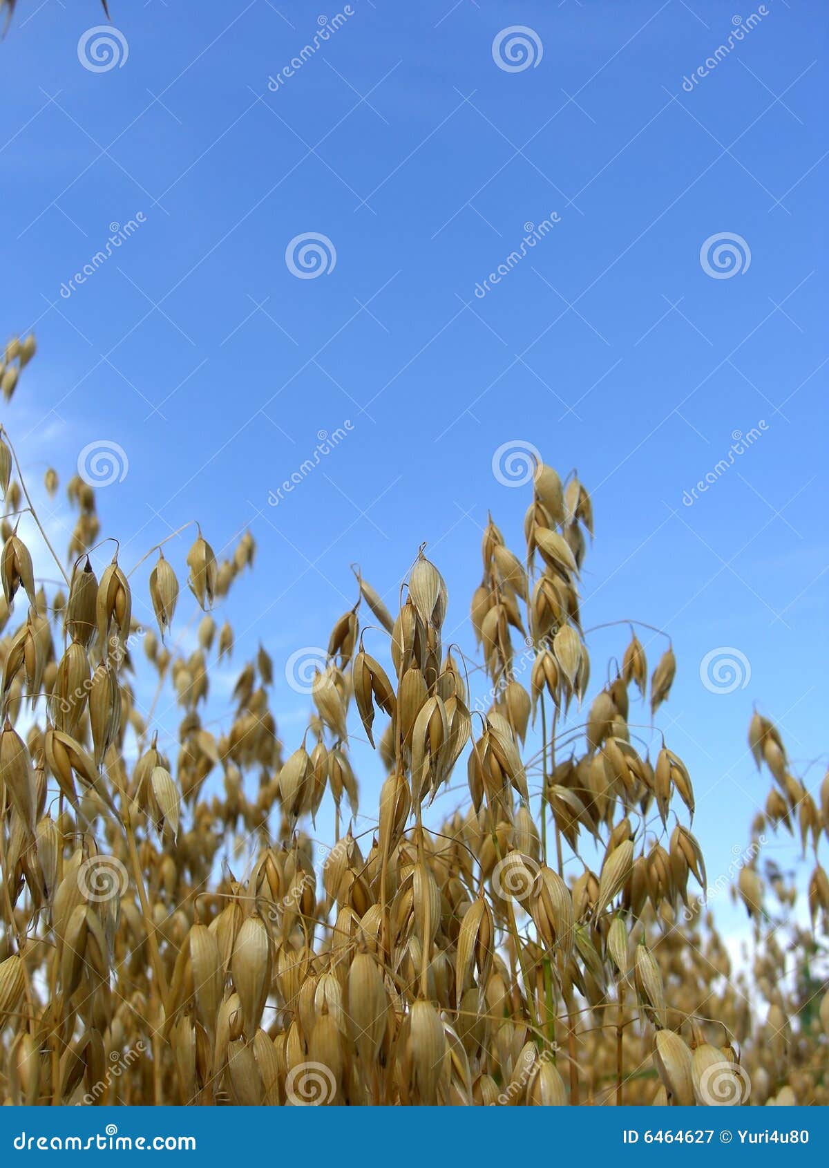 Hafer stockbild. Bild von bild, ripes, hafer, landwirtschaft - 6464627
