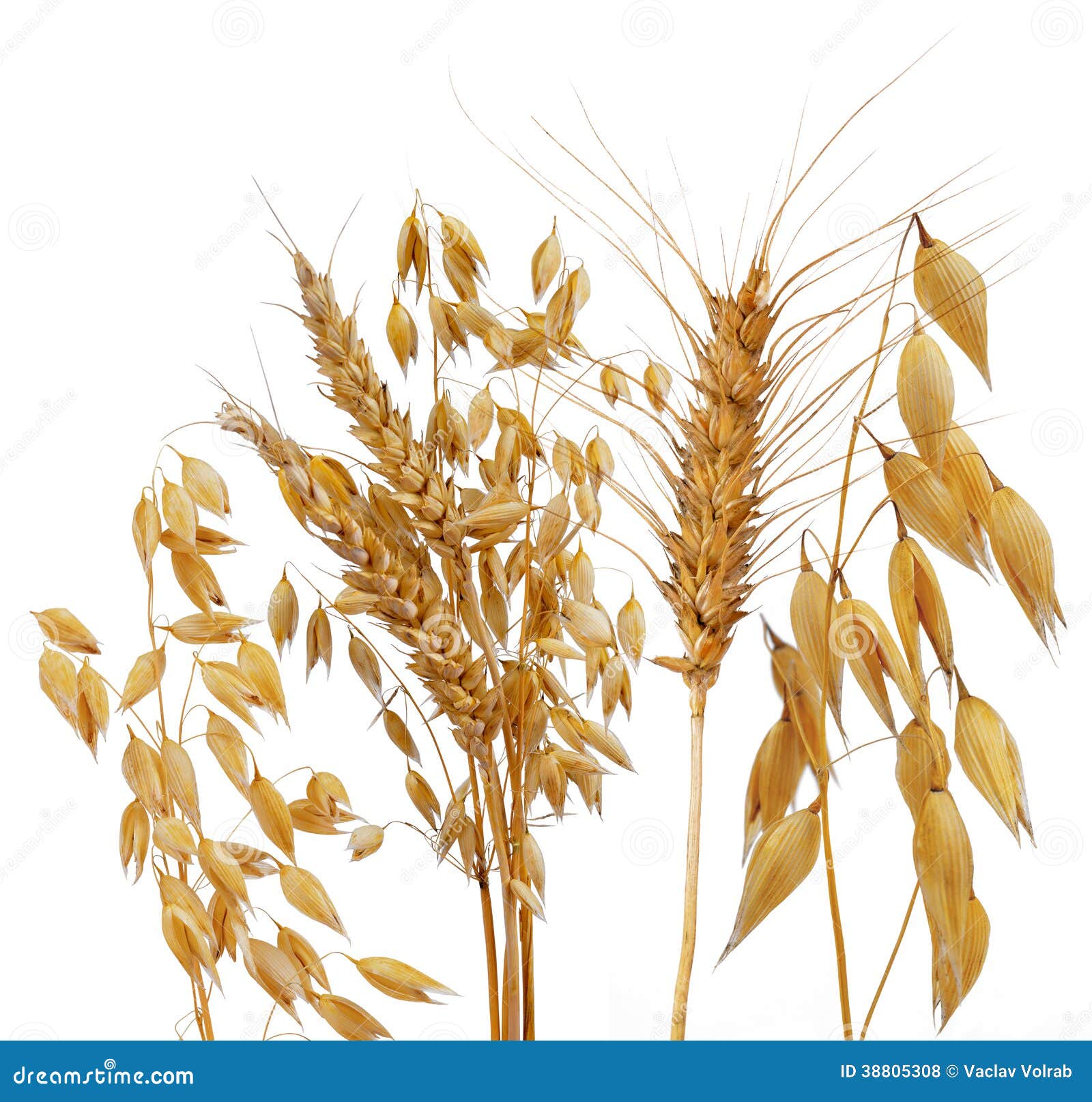 Hafer, Roggen und Weizen stockfoto. Bild von landwirtschaftlich - 38805308