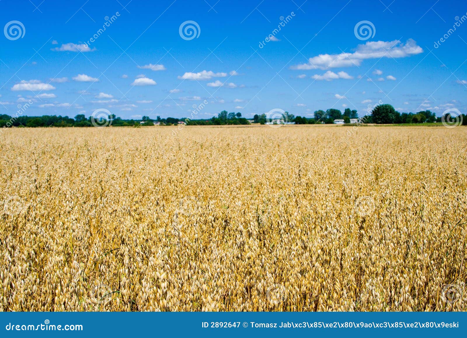 Haferfeld stockbild. Bild von betrieb, trocken, ohren - 2892647
