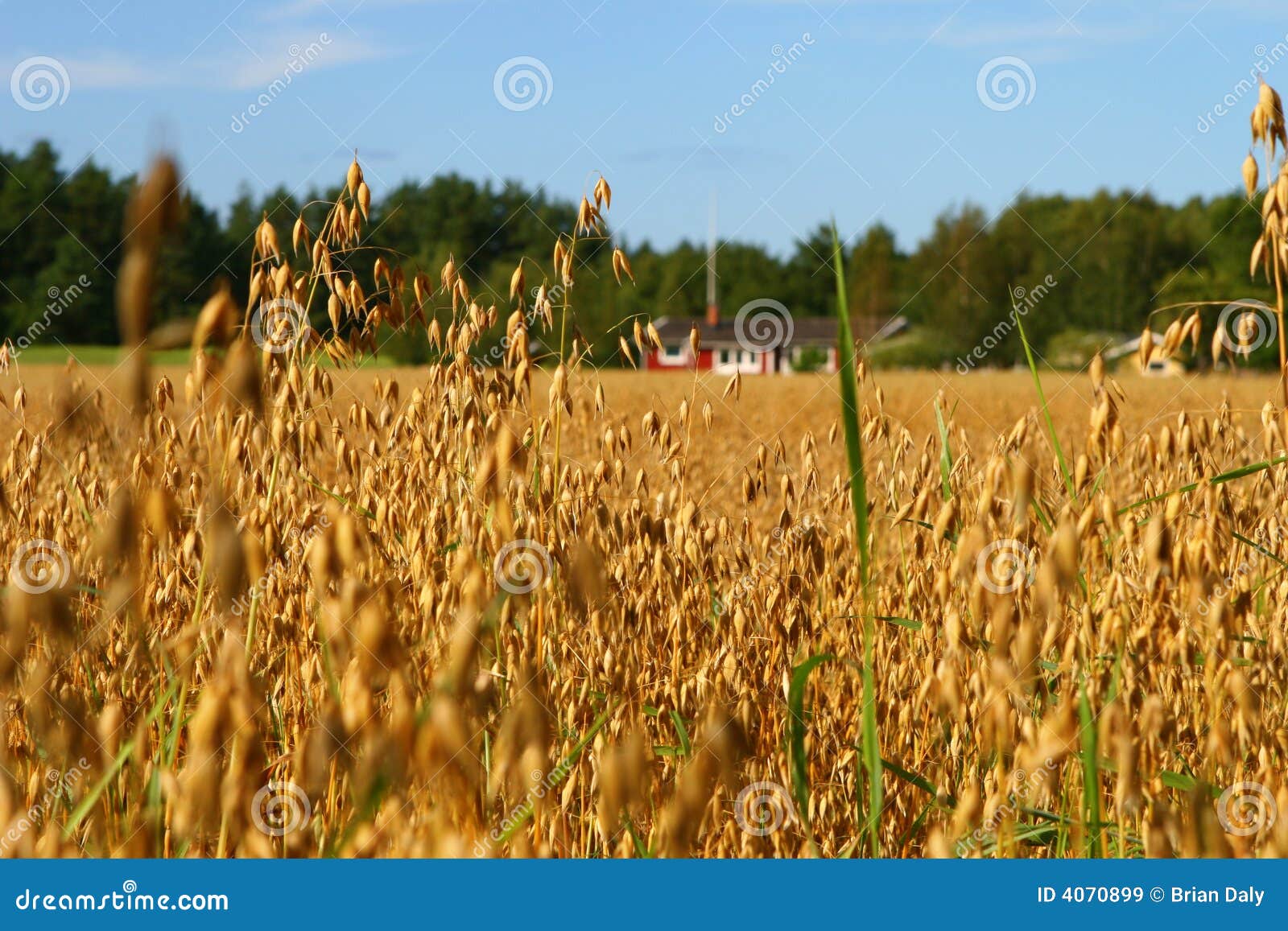 Haferfeld stockbild. Bild von grün, hafer, ernte, bauernhof - 4070899