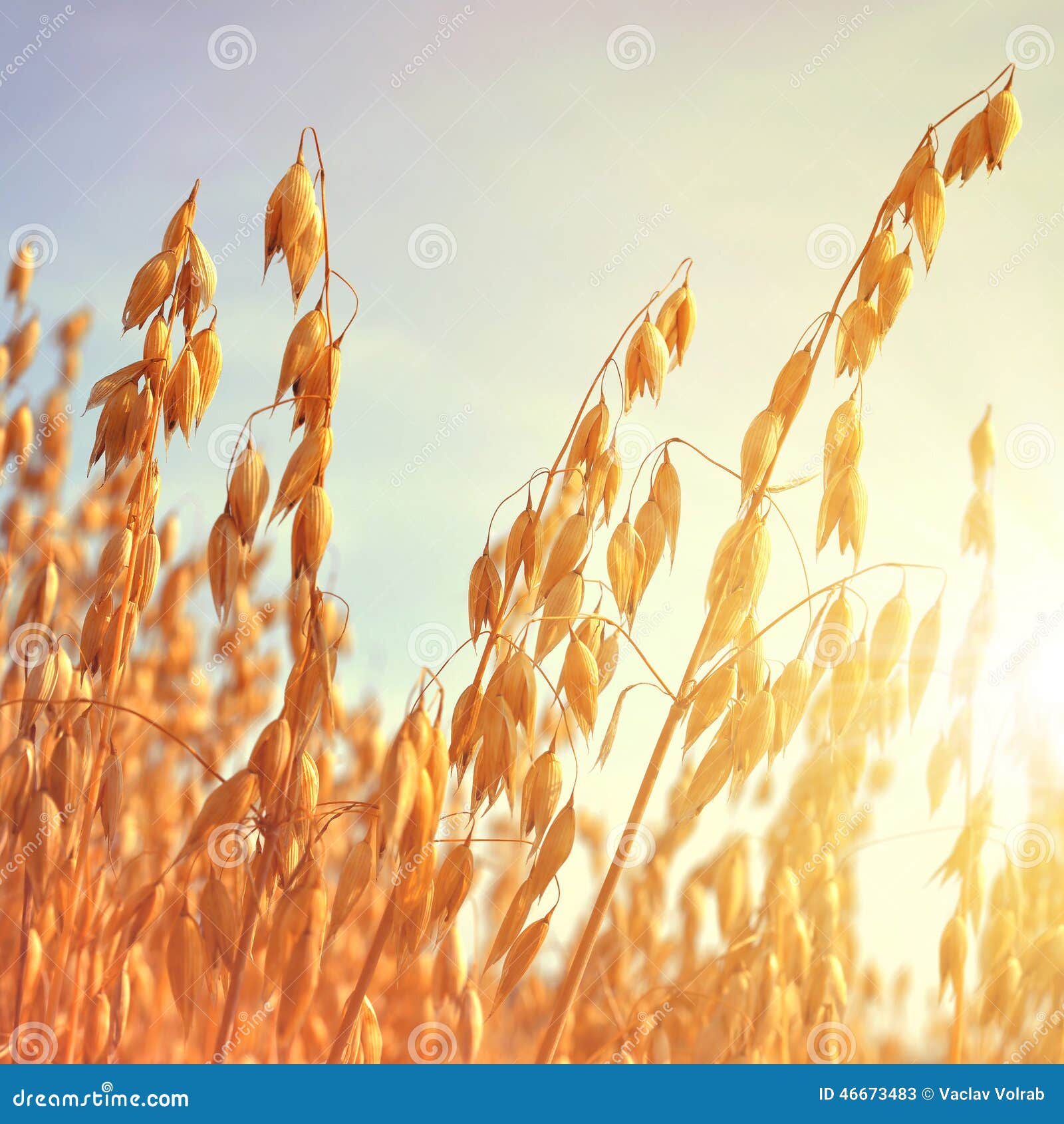 Haferfeld stockbild. Bild von bereich, industrie, botanik - 46673483