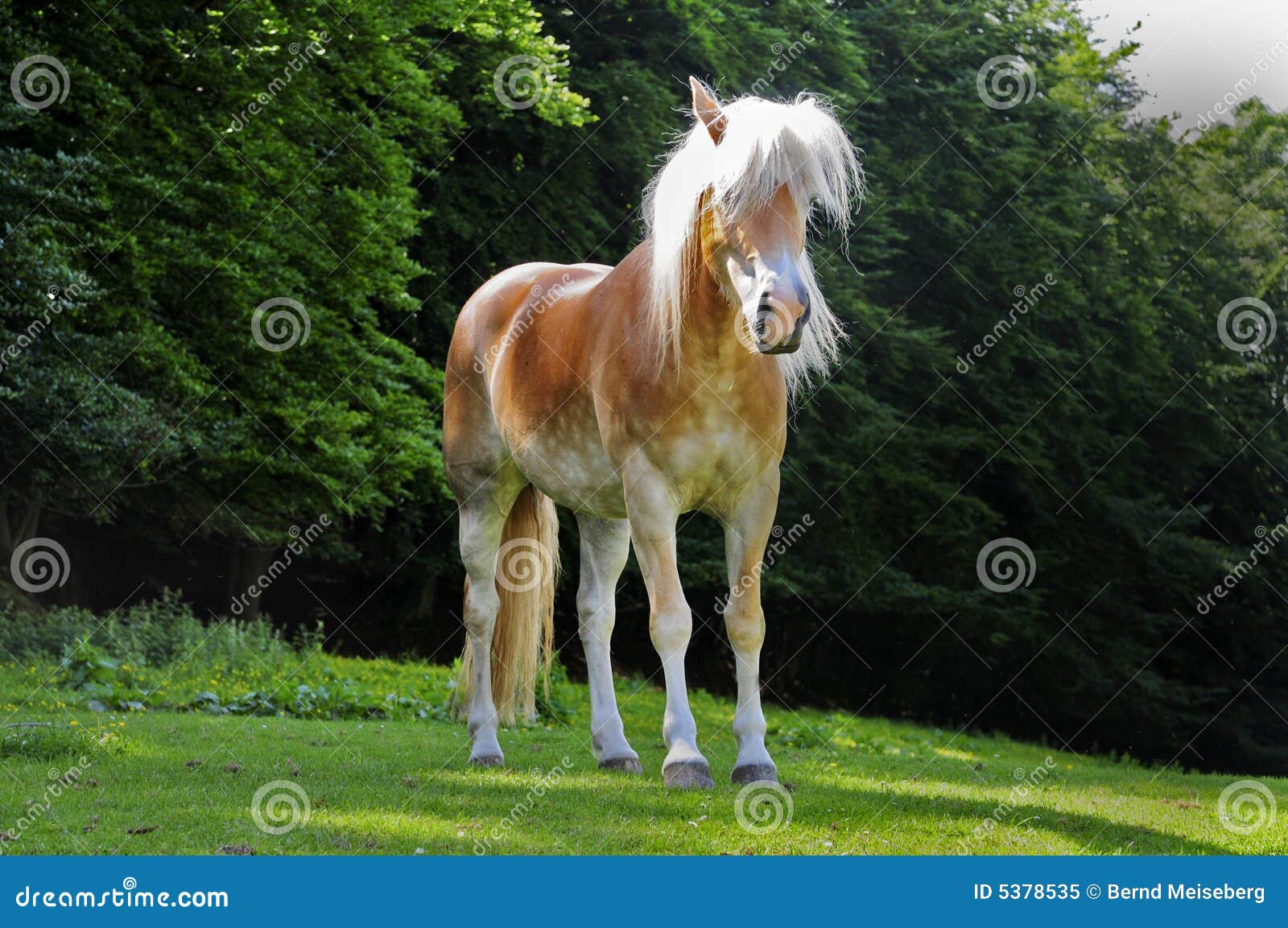 Haflinger stock image. Image of white, haflinger, natural - 5378535