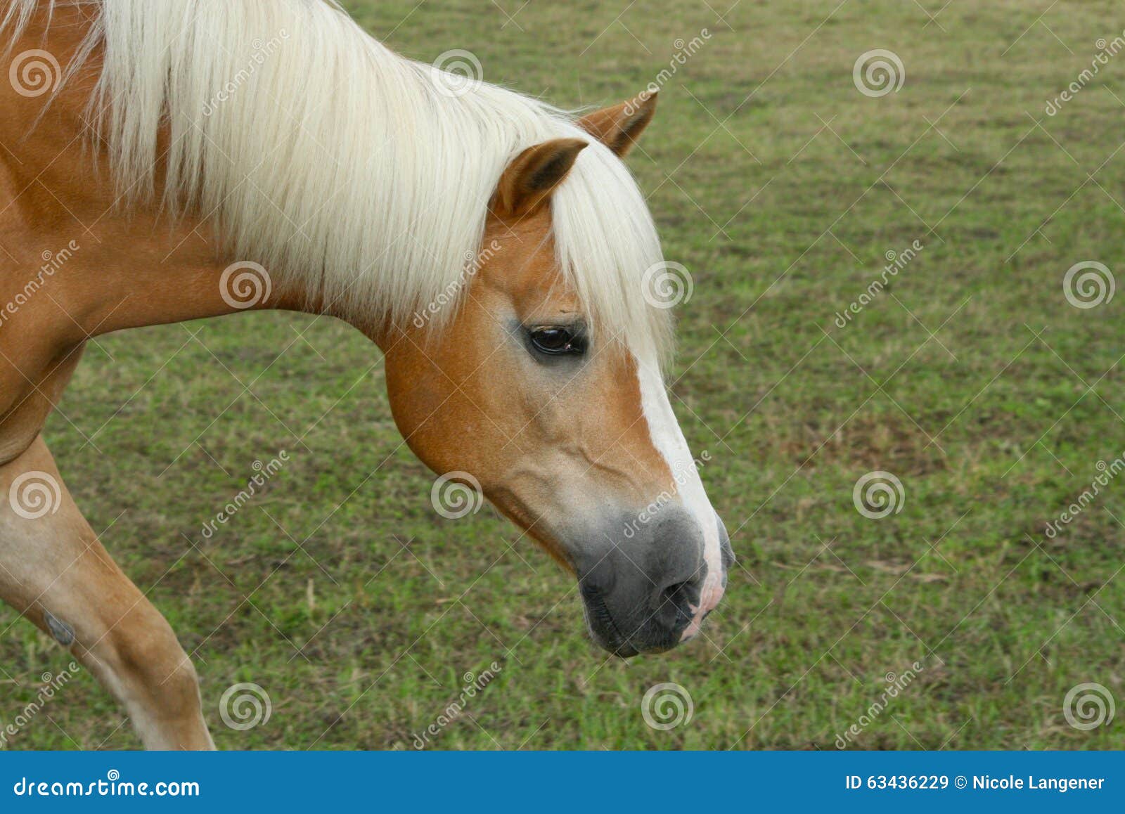 Haflinger gelding stock image. Image of neck, meadow - 63436229