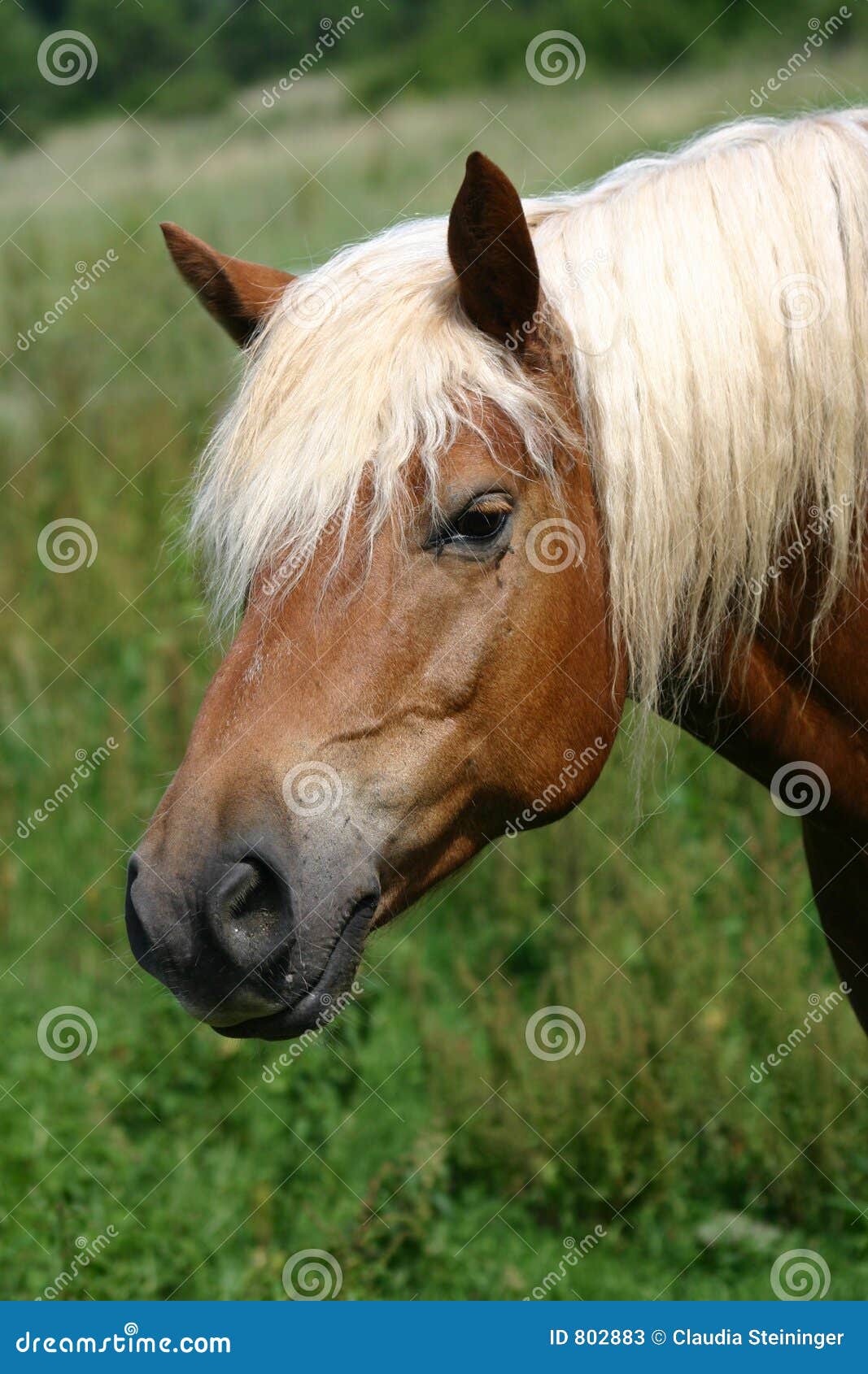 Haflinger Horse Also Known As Avelignese At A Horse Farm Equestrian ...
