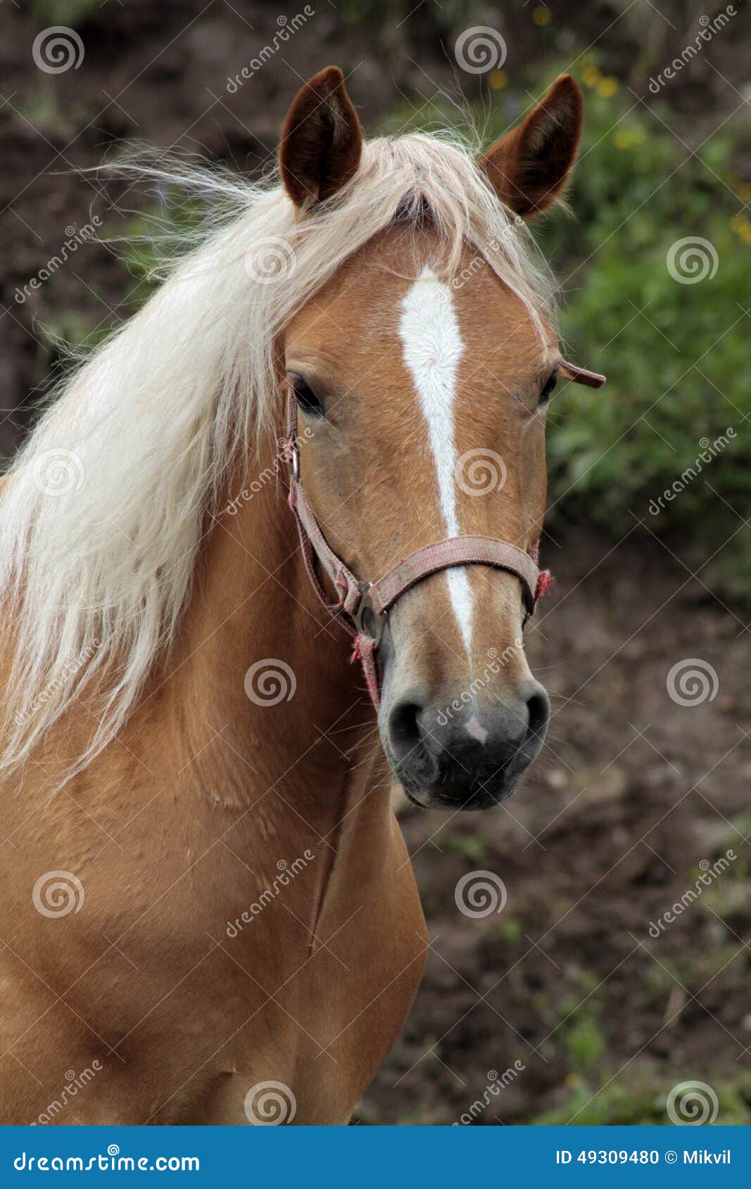 Haflinger horse stock photo. Image of mare, haflinger - 49309480