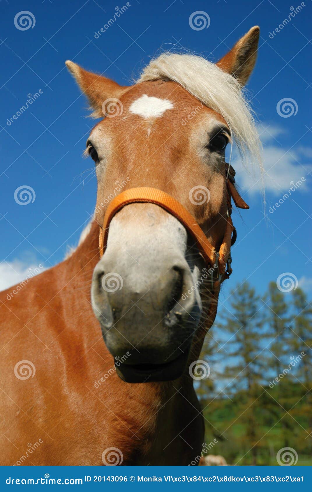 Haflinger Horse Also Known As Avelignese At A Horse Farm Equestrian ...