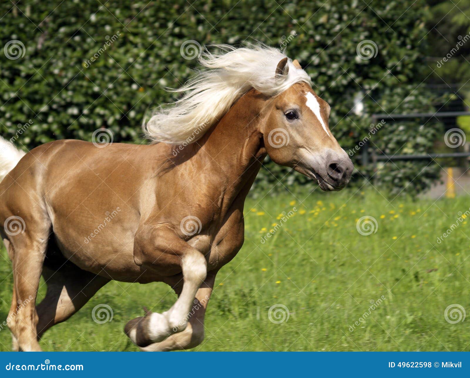 Haflinger horse stallion stock photo. Image of fence - 49622598