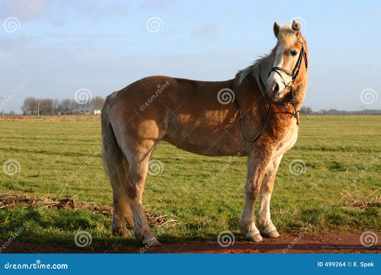 Haflinger horse standing stock photo. Image of farm, back - 499264