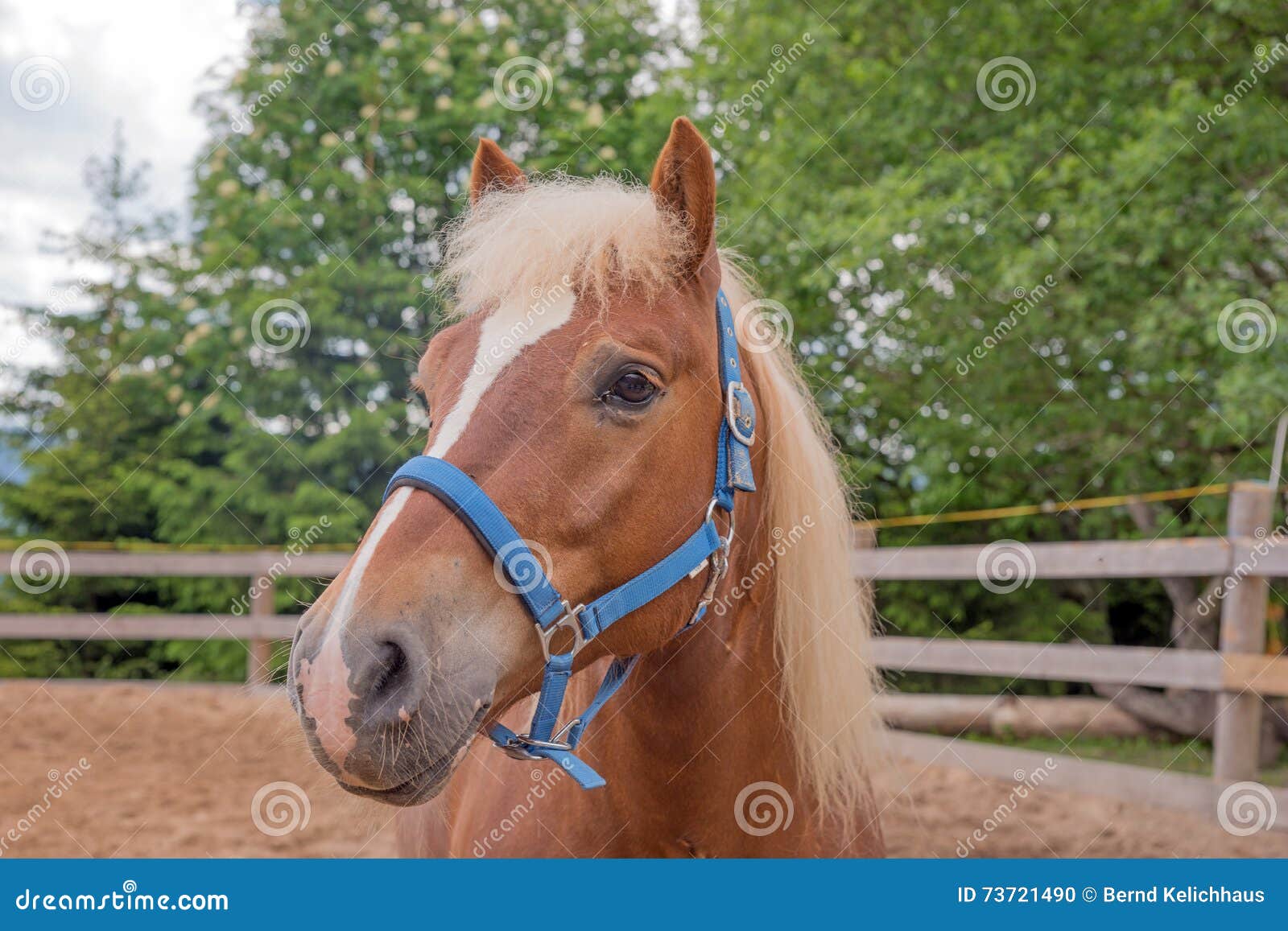 Haflinger Lichtbruin Paard Openlucht Stock Foto - Image of manen ...
