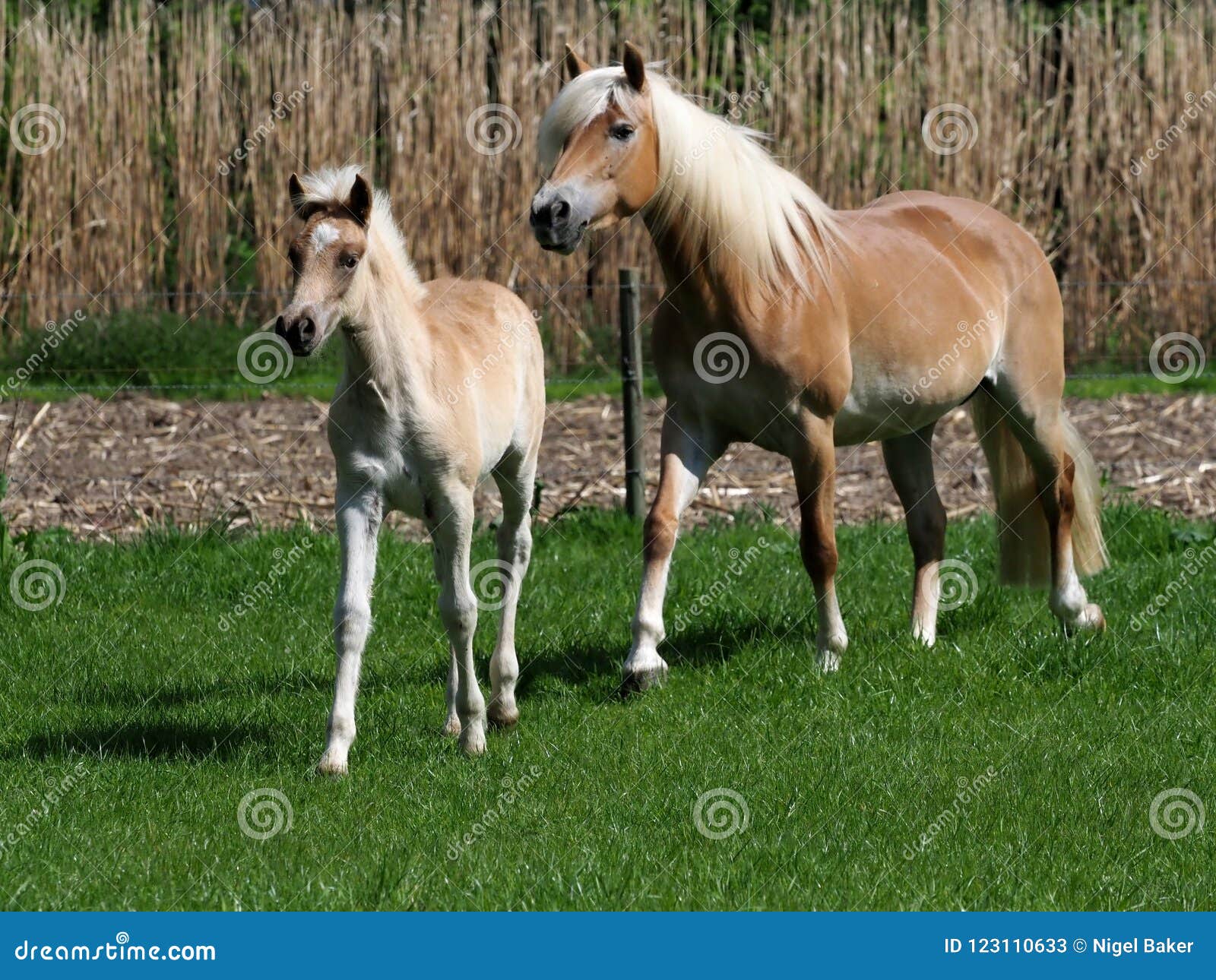 Beautiful Mare and Foal stock image. Image of field - 123110633