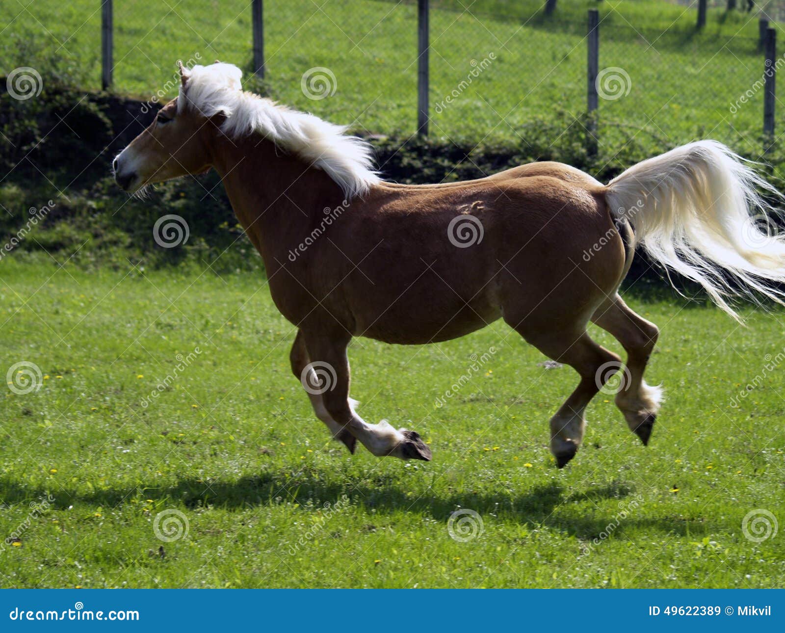 Haflinger mare stock image. Image of horses, ground, mane - 49622389