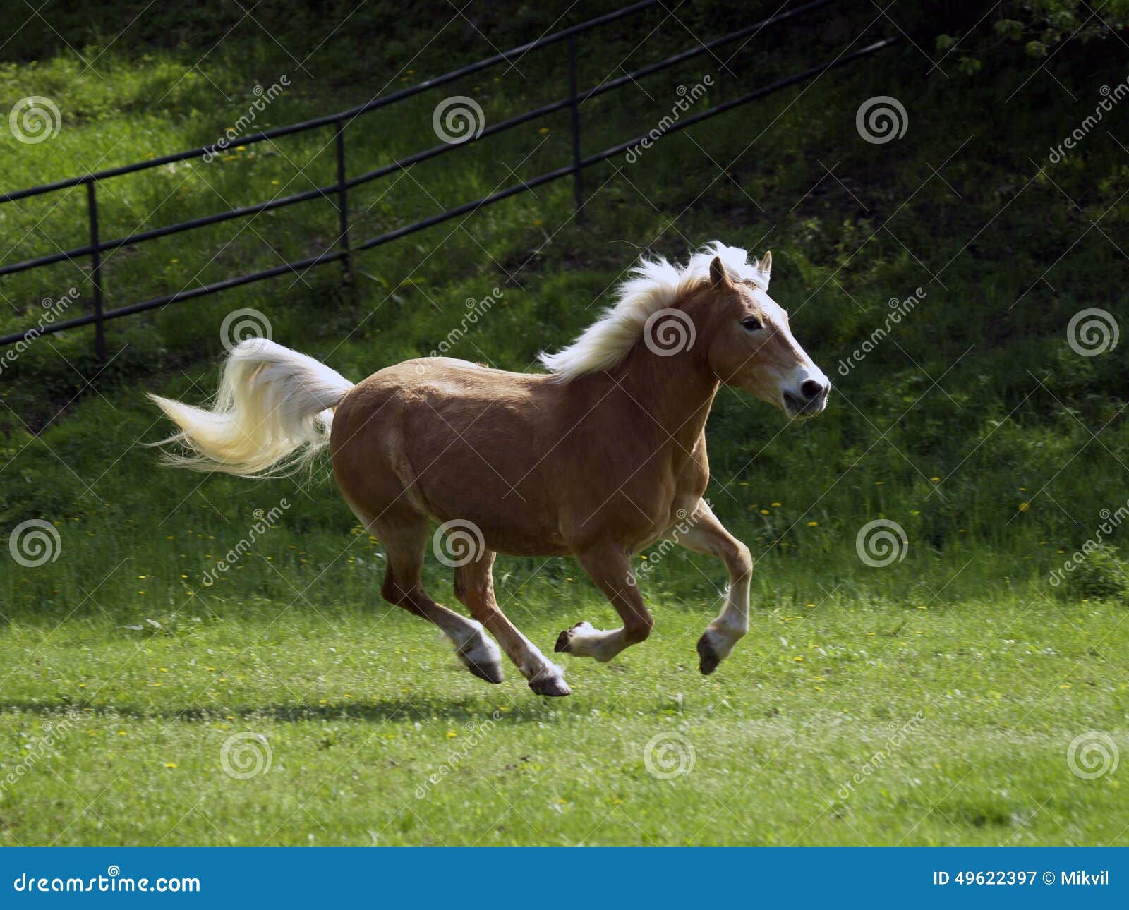 Haflinger mare stock image. Image of black, haflinger - 49622397