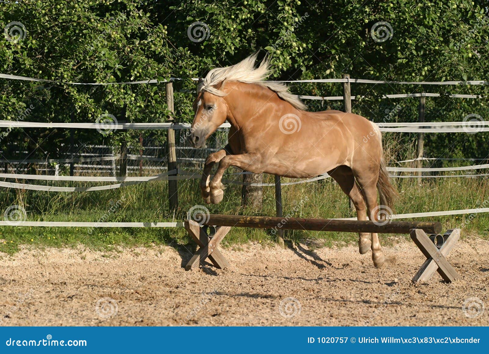 Haflinger mare jumping stock image. Image of high, flying - 1020757