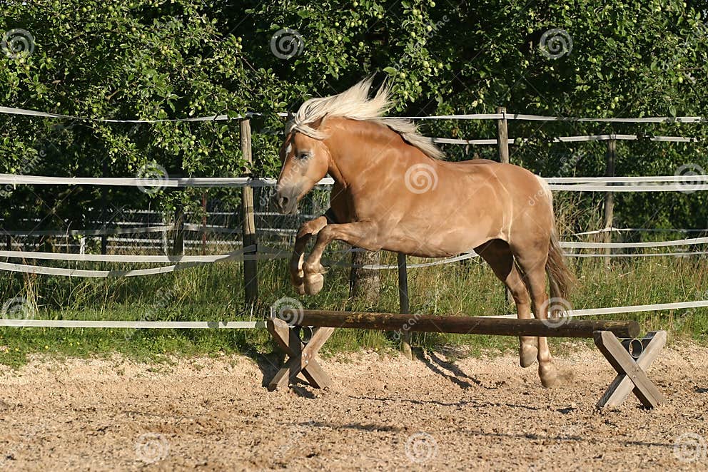 Haflinger mare jumping stock image. Image of high, flying - 1020757