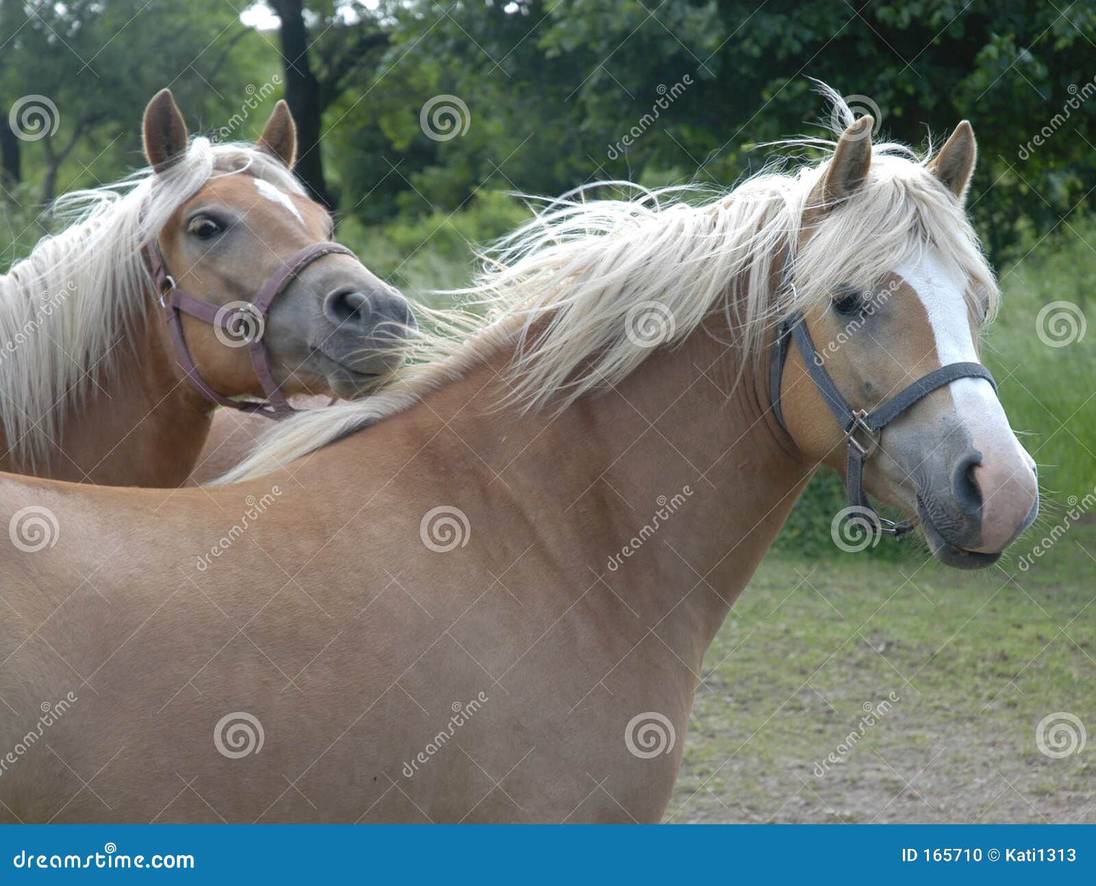 Haflinger Pferde IV stockfoto. Bild von pferde, bauernhof - 165710