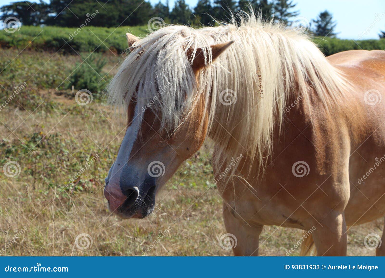 Haflinger pony in a field stock image. Image of fence - 93831933