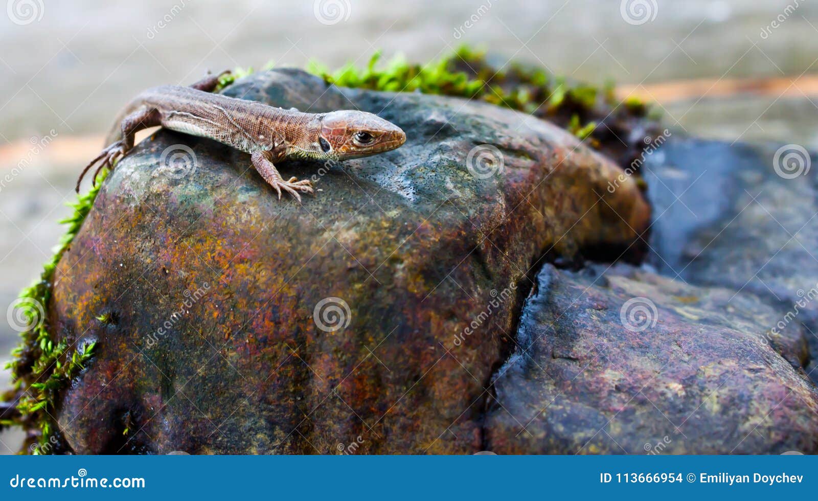 Hagedis stock foto. Image of dier, reptiel, nave, rust - 113666954