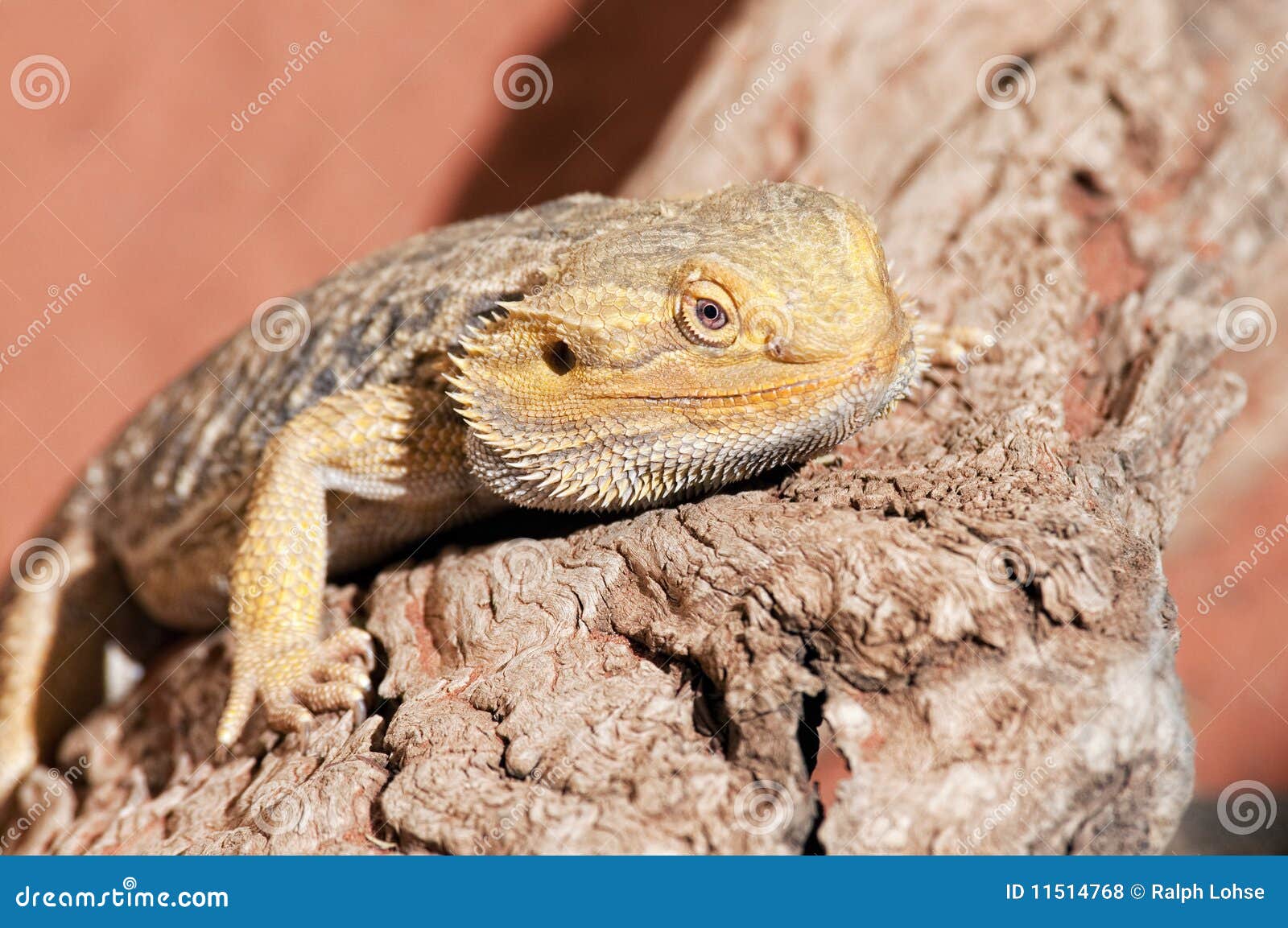 Hagedis stock foto. Image of gebaard, woestijn, dier - 11514768