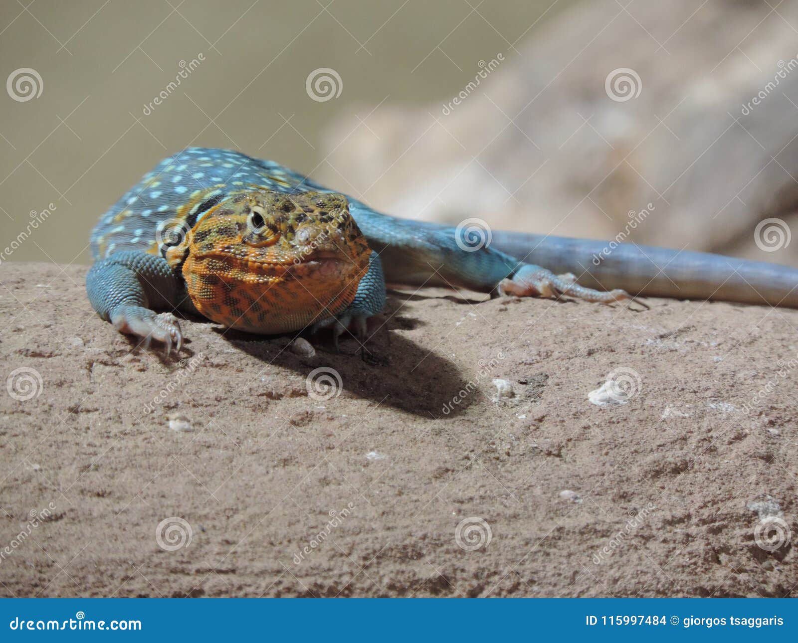 Hagedis stock foto. Image of hagedis, kleuren, camera - 115997484