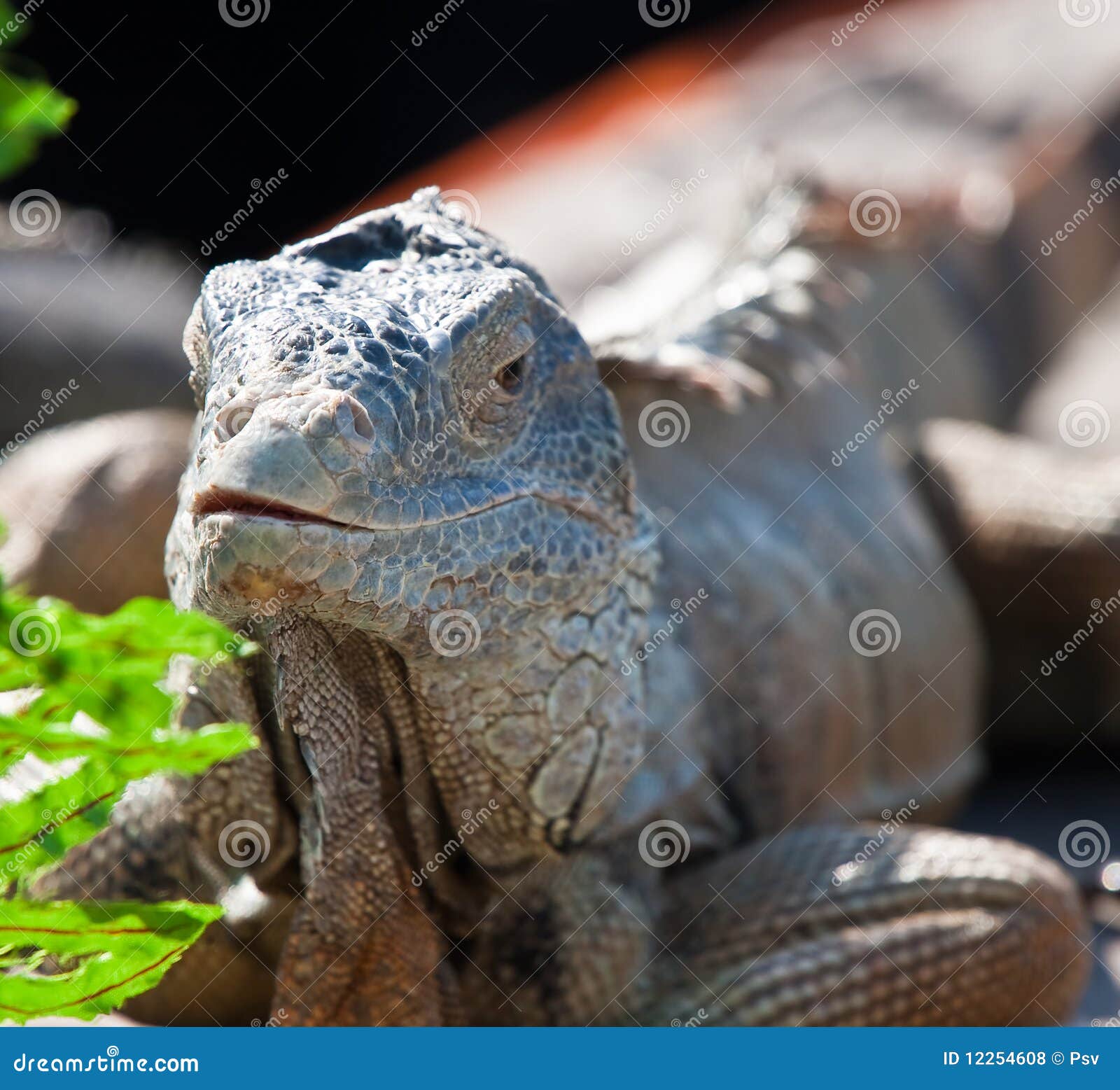 Hagedis stock foto. Image of groot, sluit, bizar, huid - 12254608