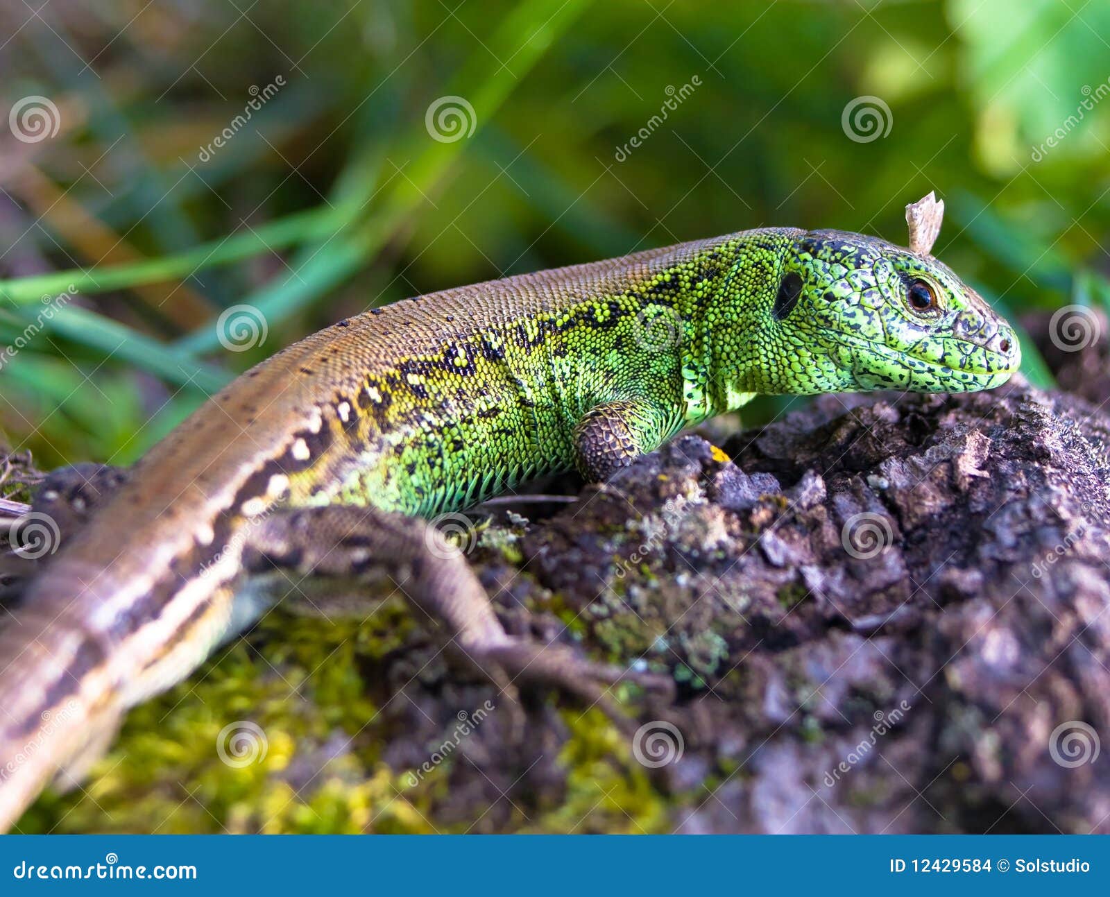 Hagedis stock foto. Image of hagedis, nave, reptiel, huisdieren - 12429584